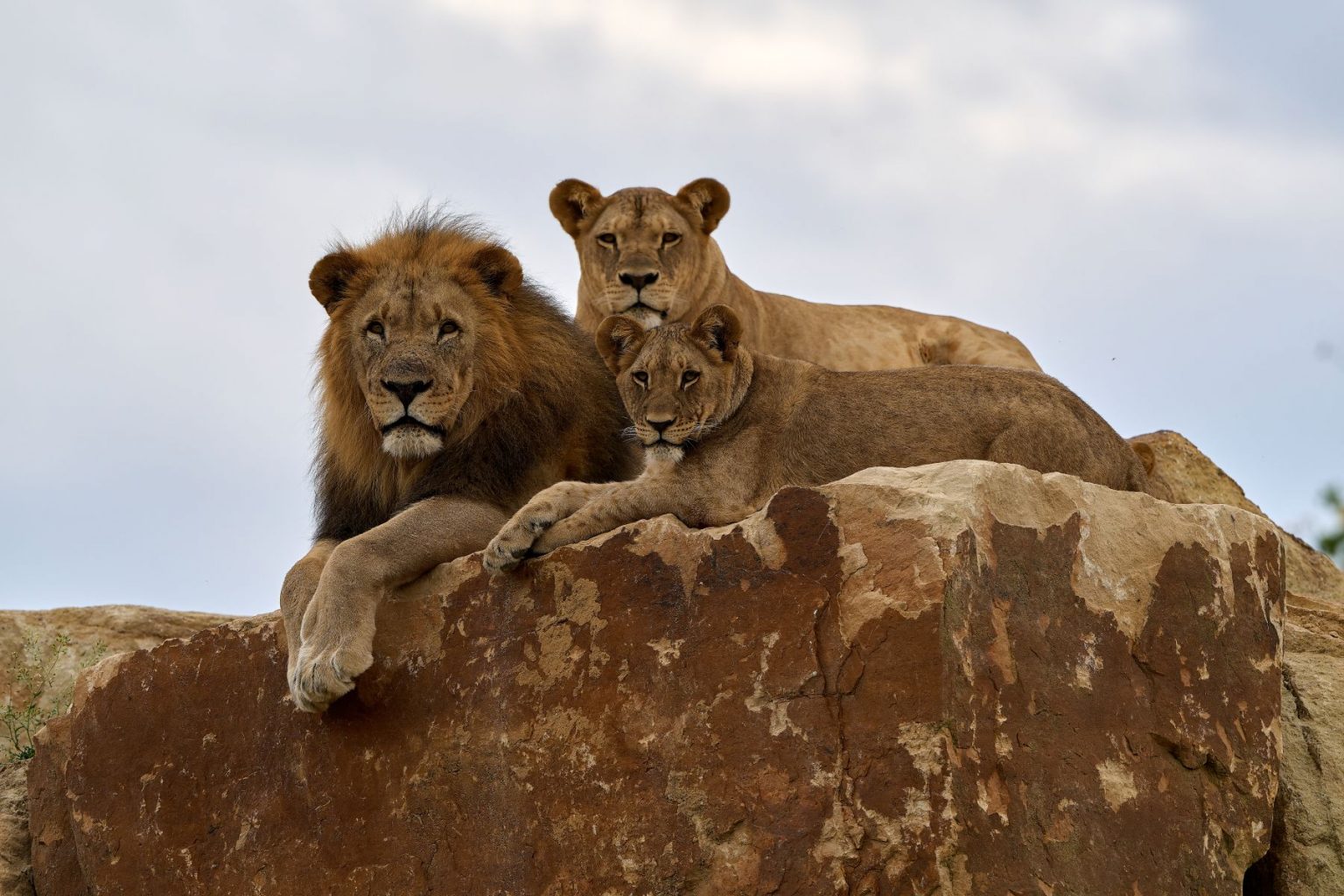 Zoo Zlín otevře první záchranné a chovné centrum pro lvy v České ...